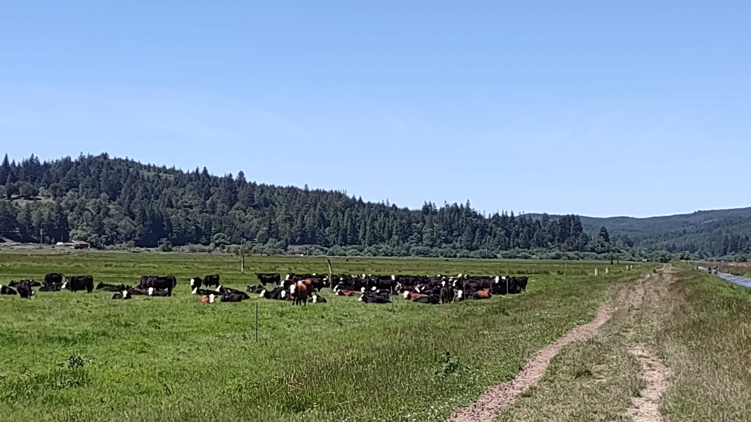 A Thinking Person’s Guide to Total Grazing / Mob Grazing
